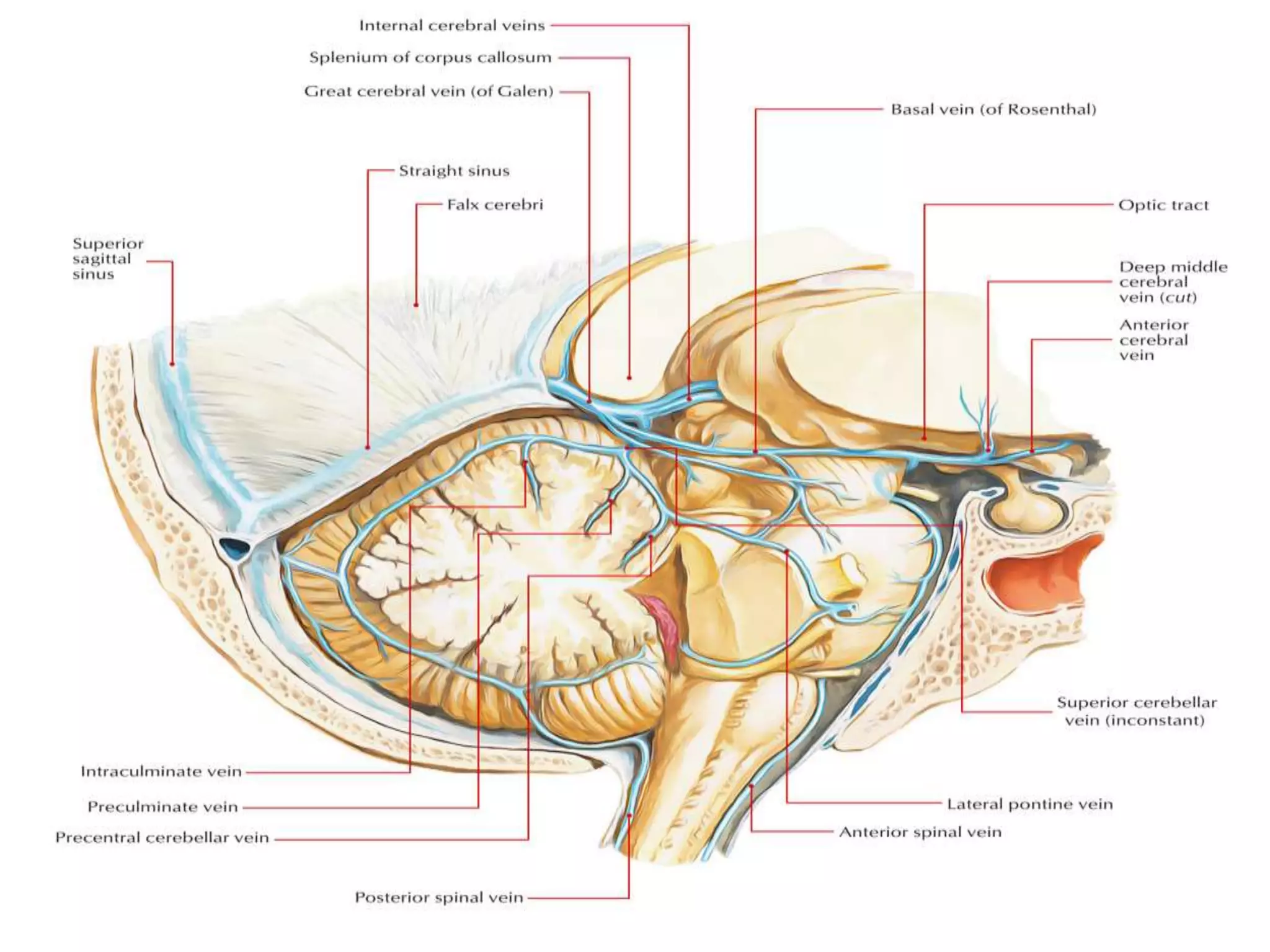 Anatomy of Pineal Gland | PPTX