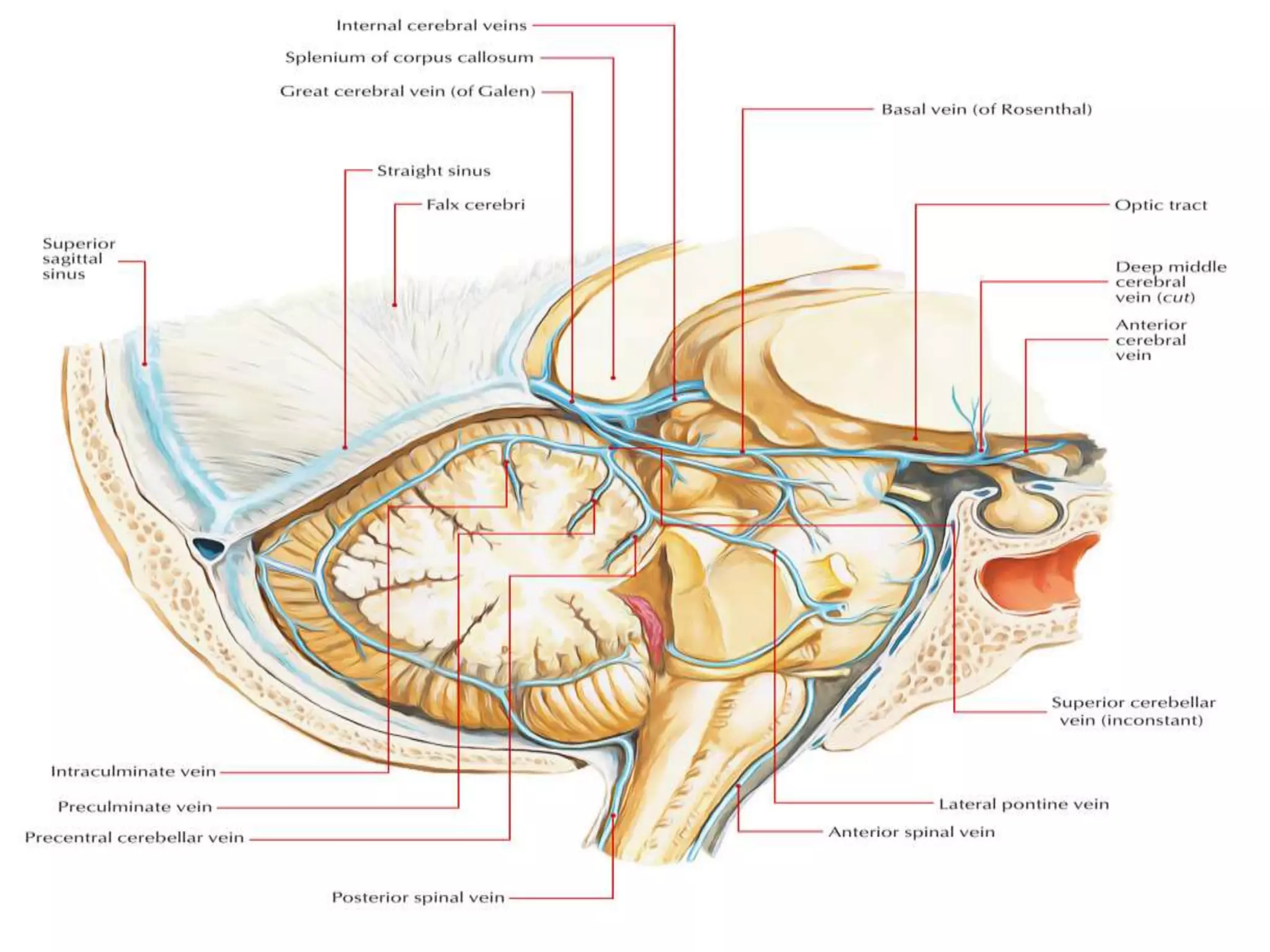 Anatomy of Pineal Gland | PPTX