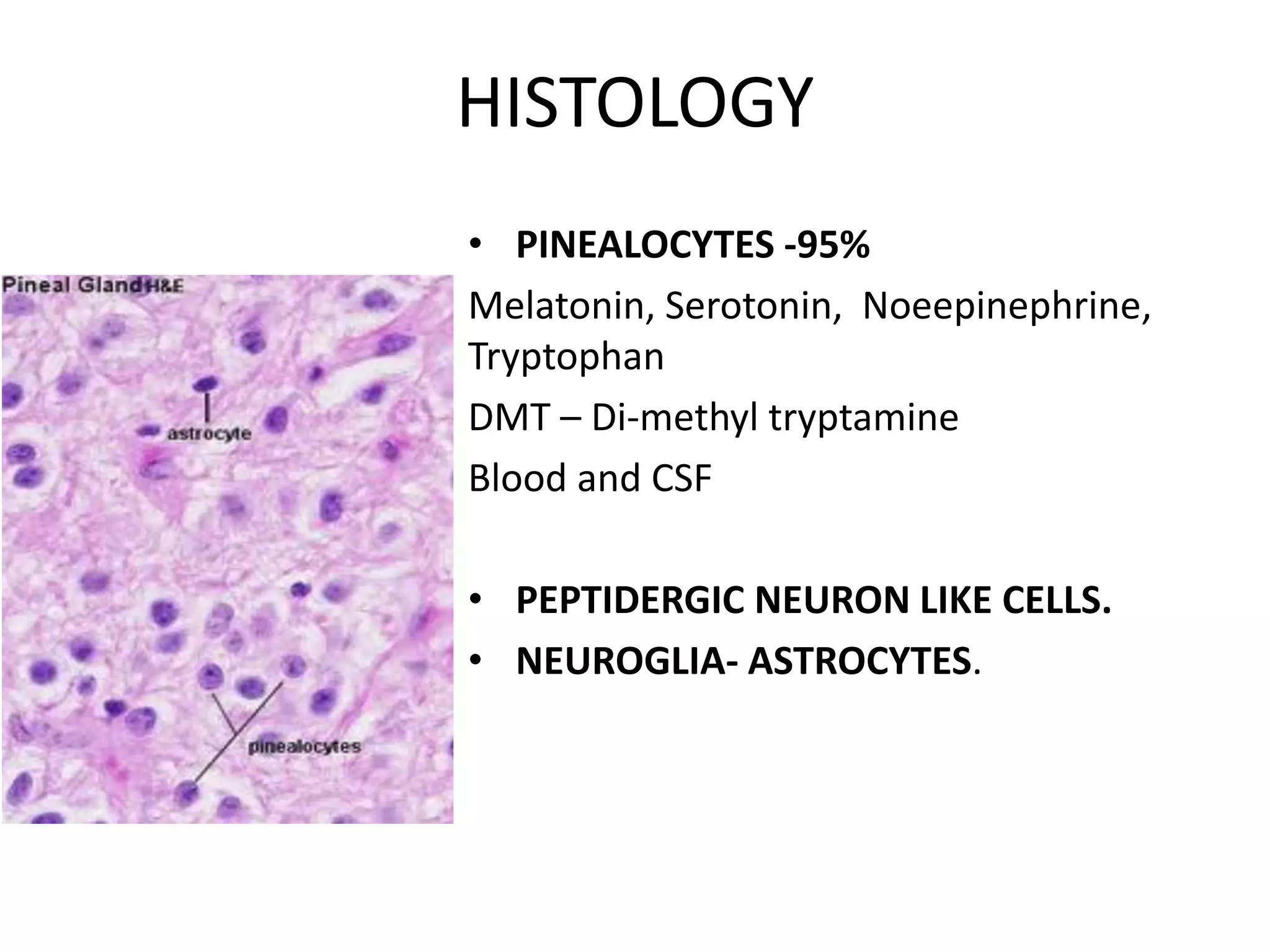Anatomy of Pineal Gland | PPTX