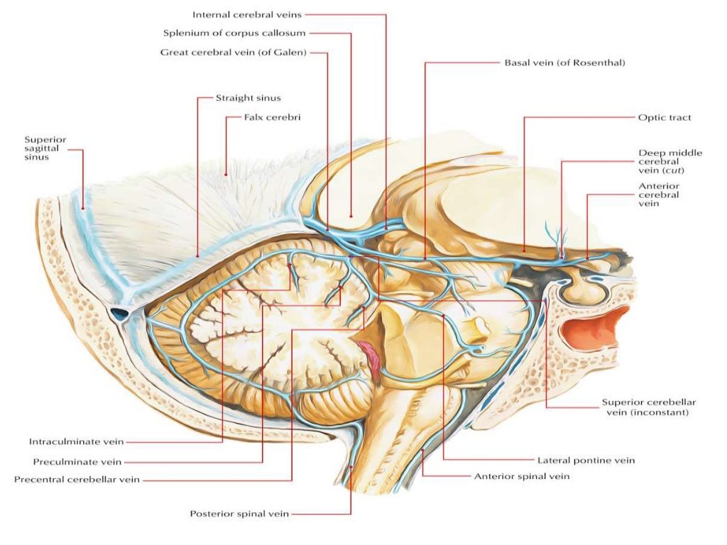 Anatomy Of Pineal Gland