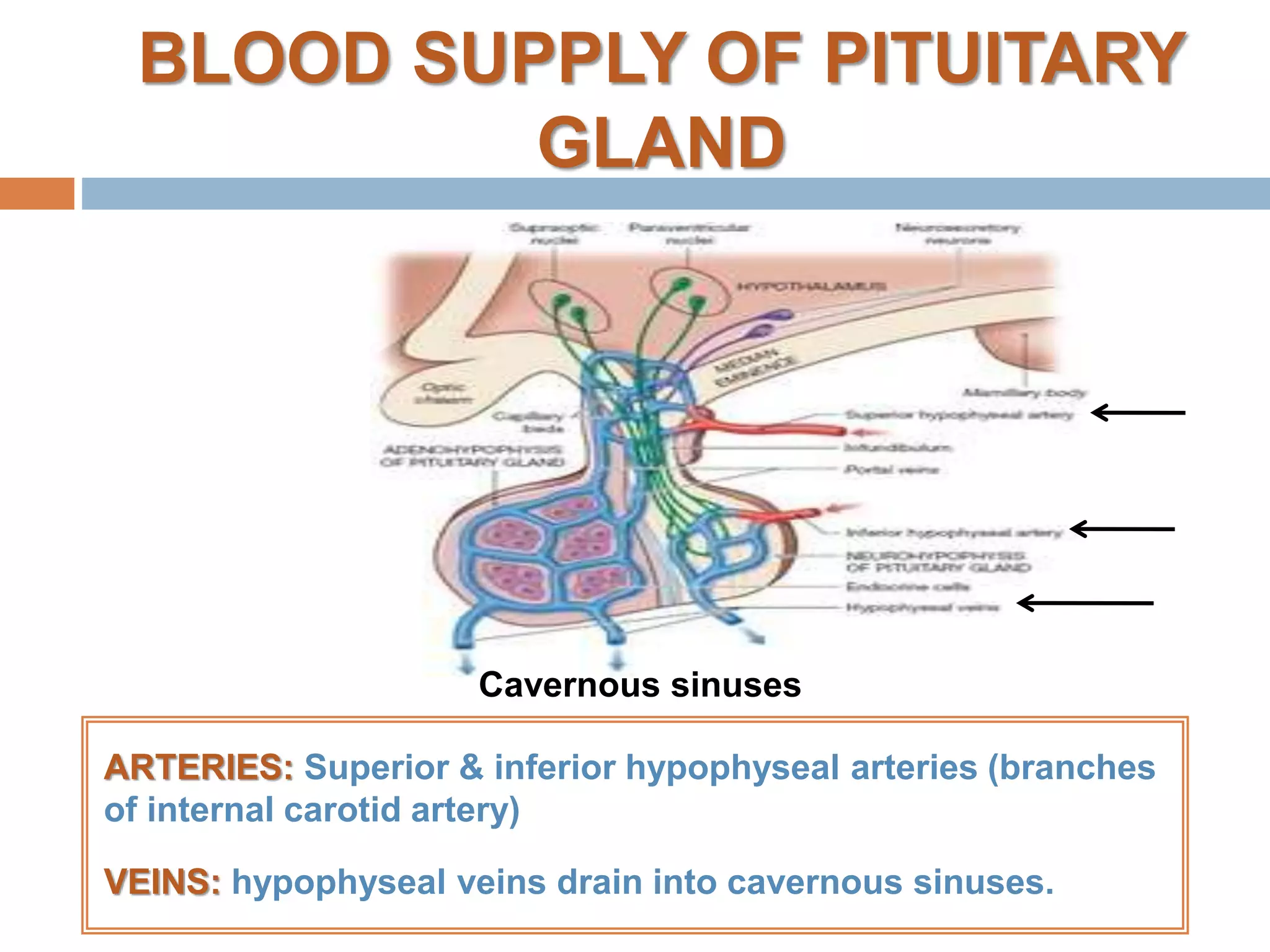 Anatomy of pituitary gland | PPTX