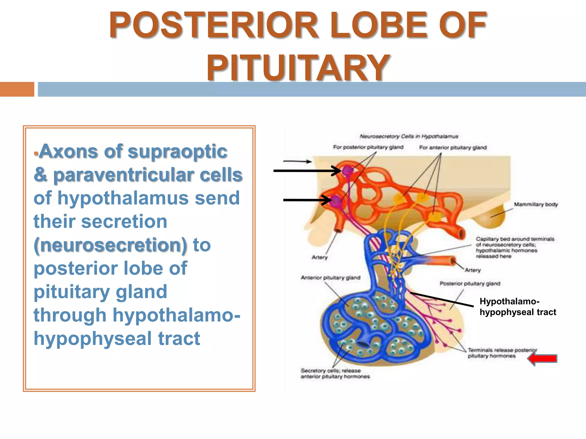 Anatomy of pituitary gland | PPTX