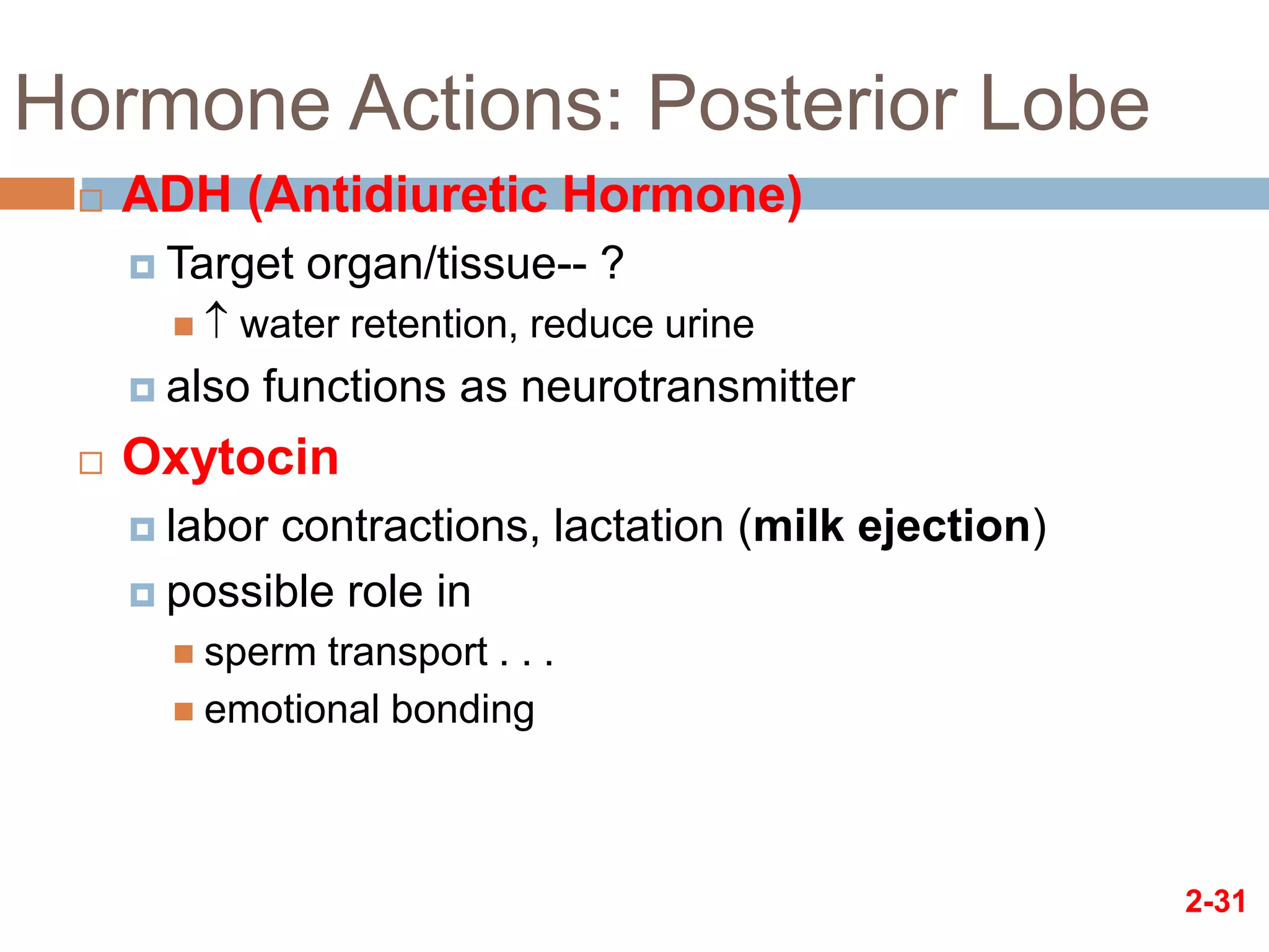 Anatomy of pituitary gland | PPTX