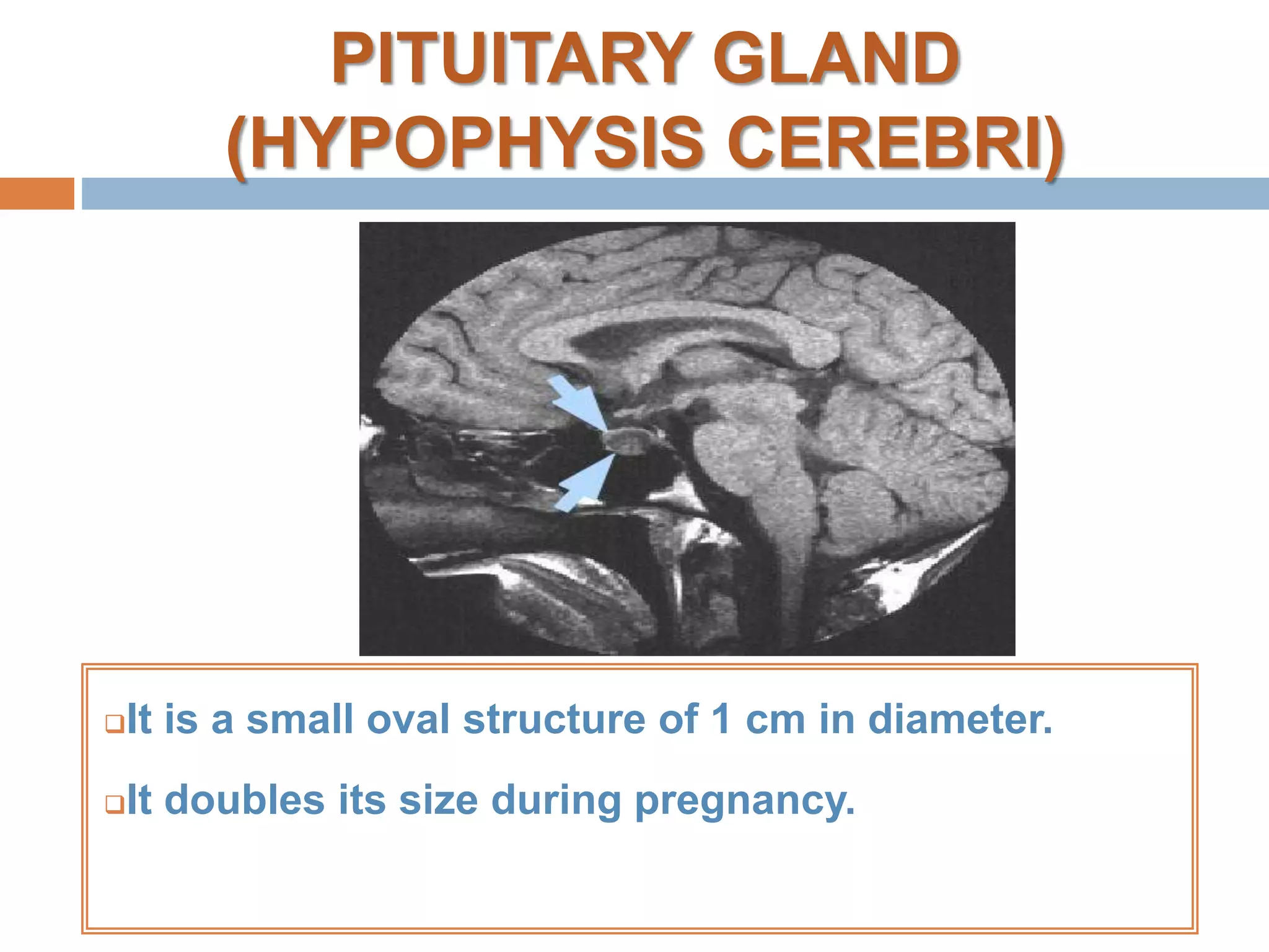 Anatomy of pituitary gland | PPTX