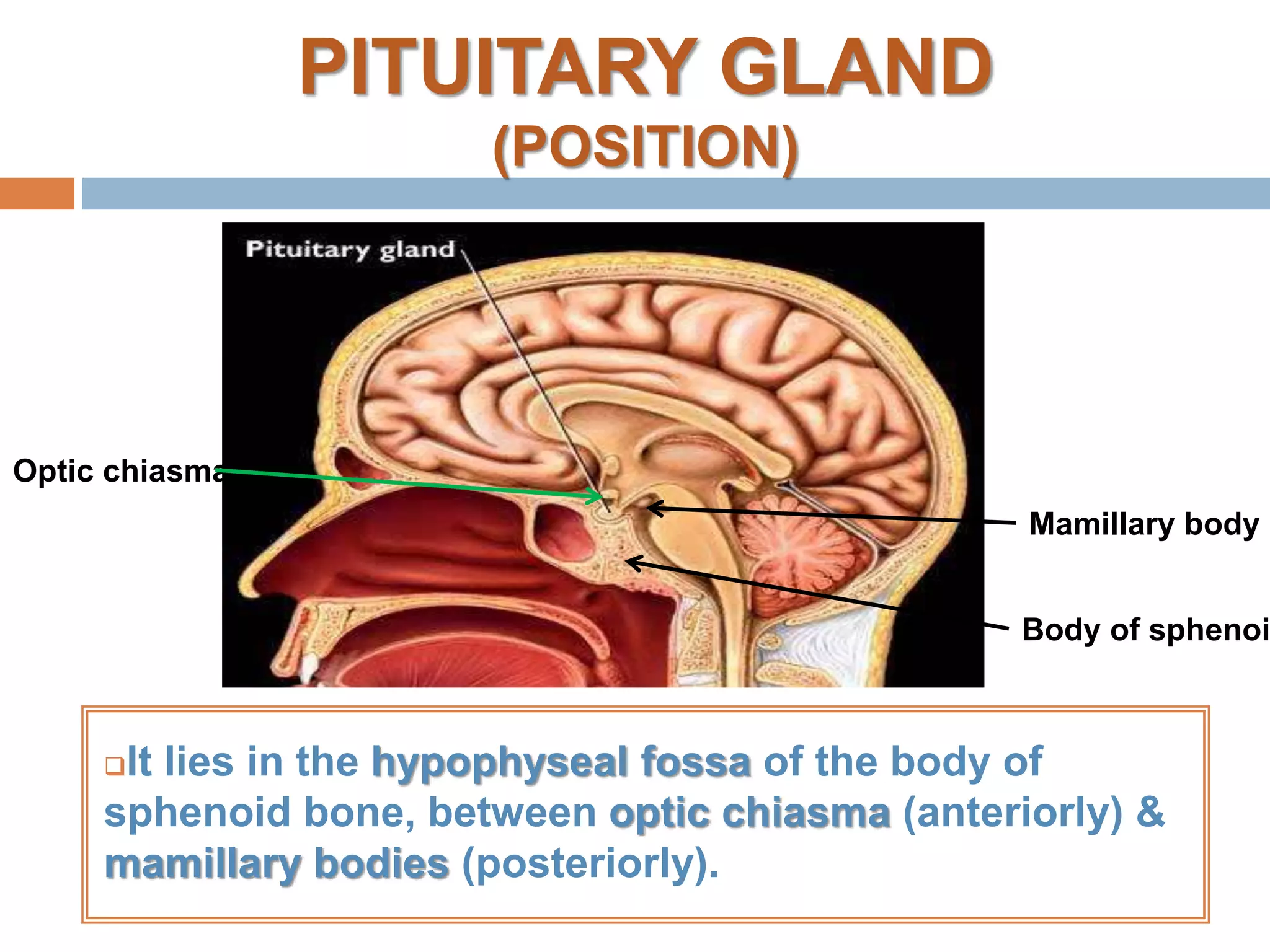 Anatomy of pituitary gland | PPTX