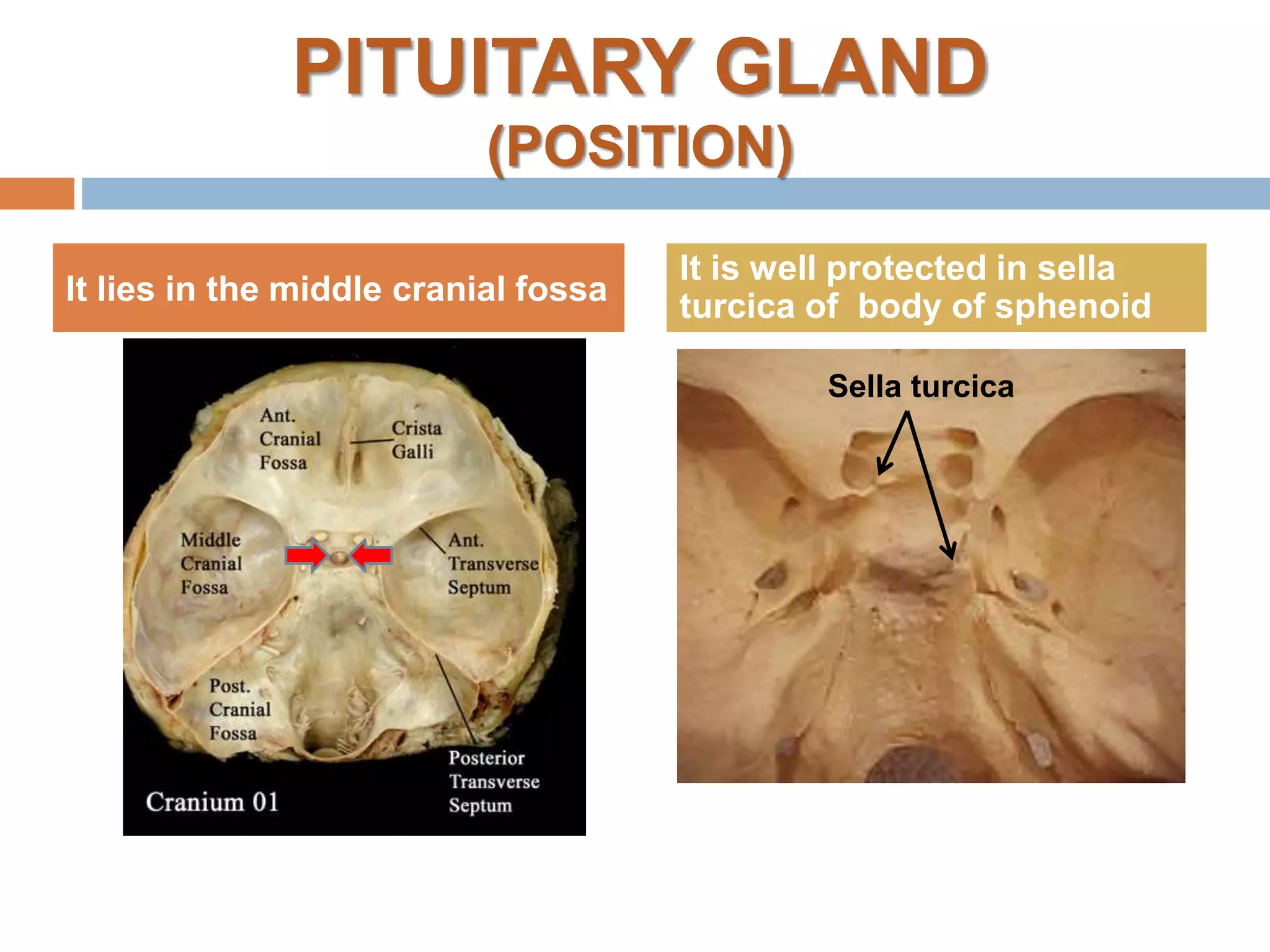 Anatomy of pituitary gland | PPTX