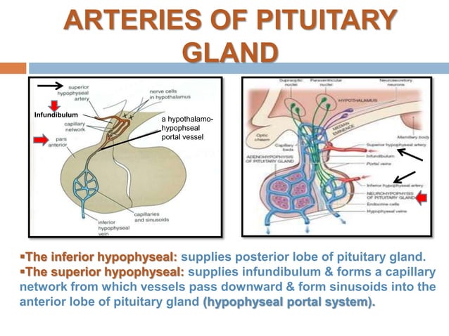 Anatomy of pituitary gland | PPTX | Pregnancy | Reproductive Health