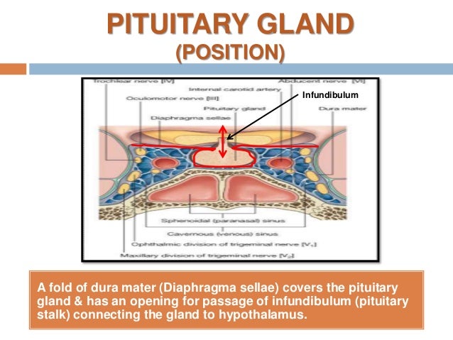 Anatomy of pituitary gland