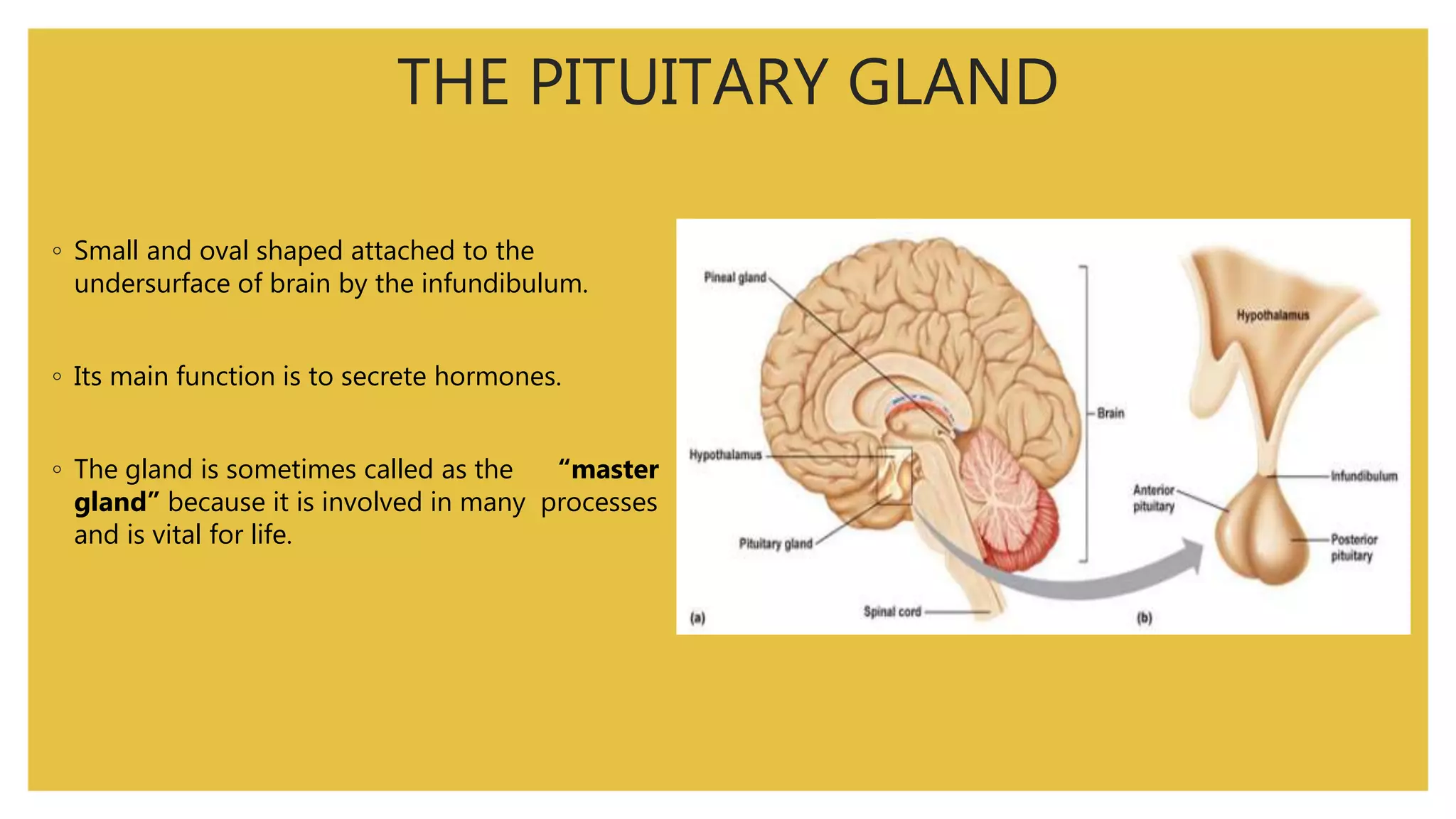 Anatomy of pituitary gland | PPTX