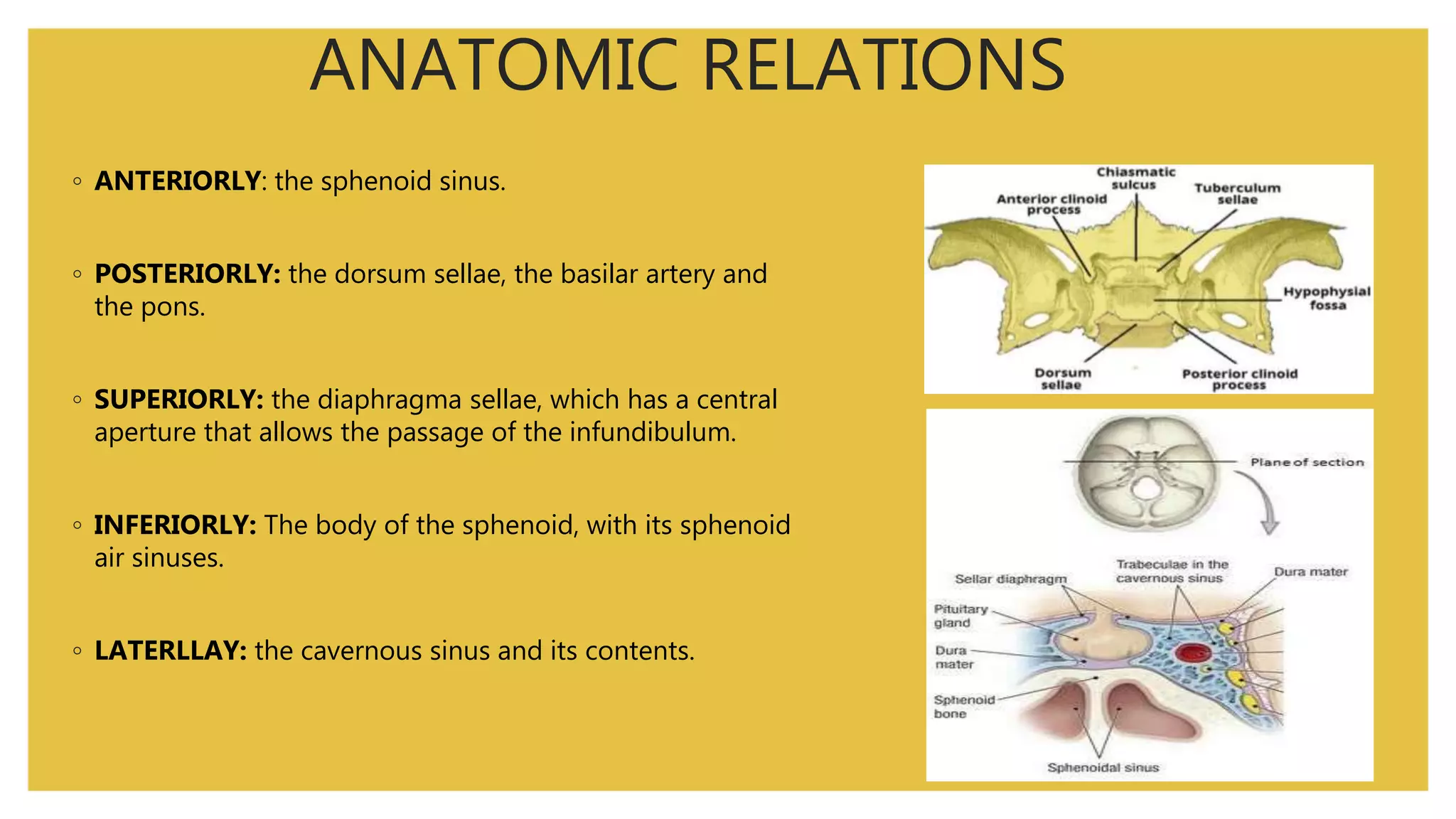 Anatomy of pituitary gland | PPTX