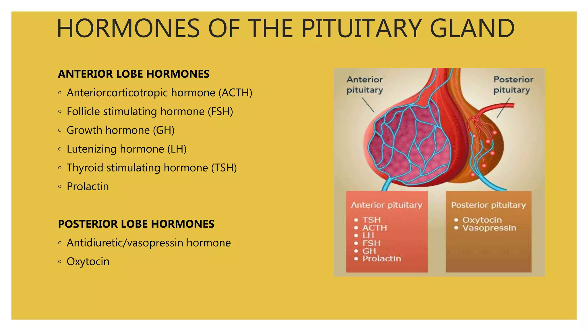 Anatomy of pituitary gland | PPTX