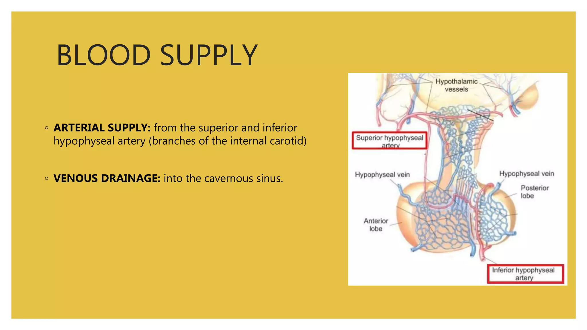 Anatomy of pituitary gland | PPTX