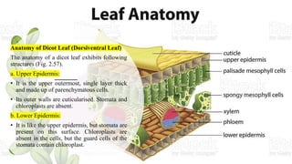 Anatomy of plant parts by BNP.pdf