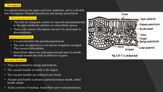 Anatomy of plant parts by BNP.pdf