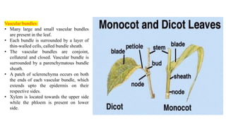 Anatomy of plant parts by BNP.pdf