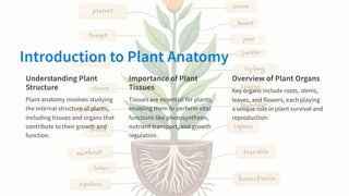 Anatomy of Plant Tissues science wale sir | PDF