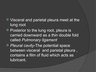 ANATOMY OF PLEURA in detail for ug and pg | PPTX