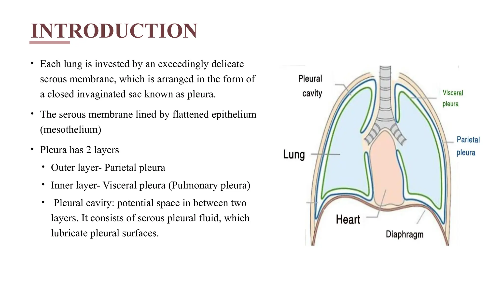 Pleural Anatomy & Brochopulmonary Segments.pptx