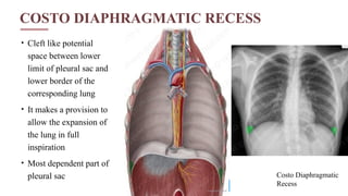 Pleural Anatomy & Brochopulmonary Segments.pptx