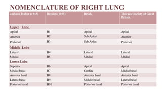 Pleural Anatomy & Brochopulmonary Segments.pptx