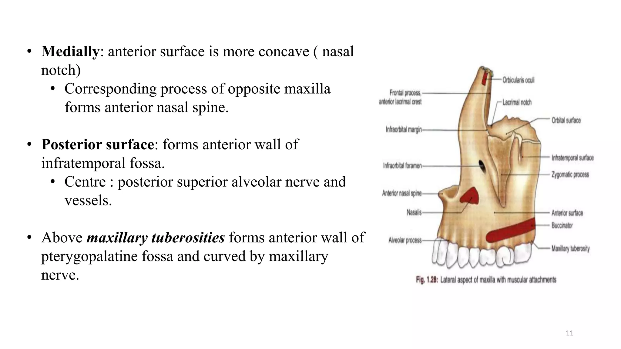 Anatomy of pns | PPTX
