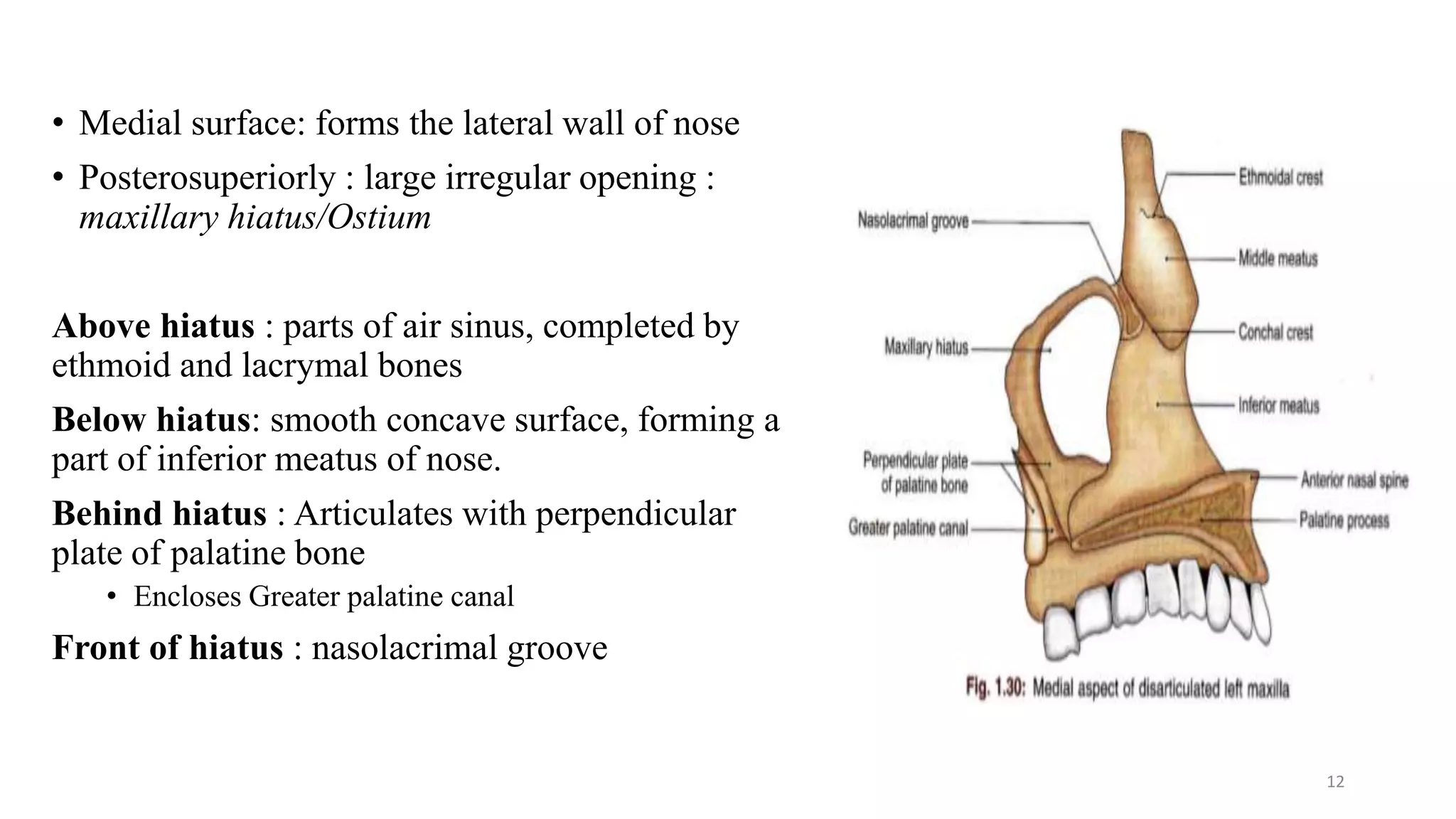 Anatomy of pns | PPTX