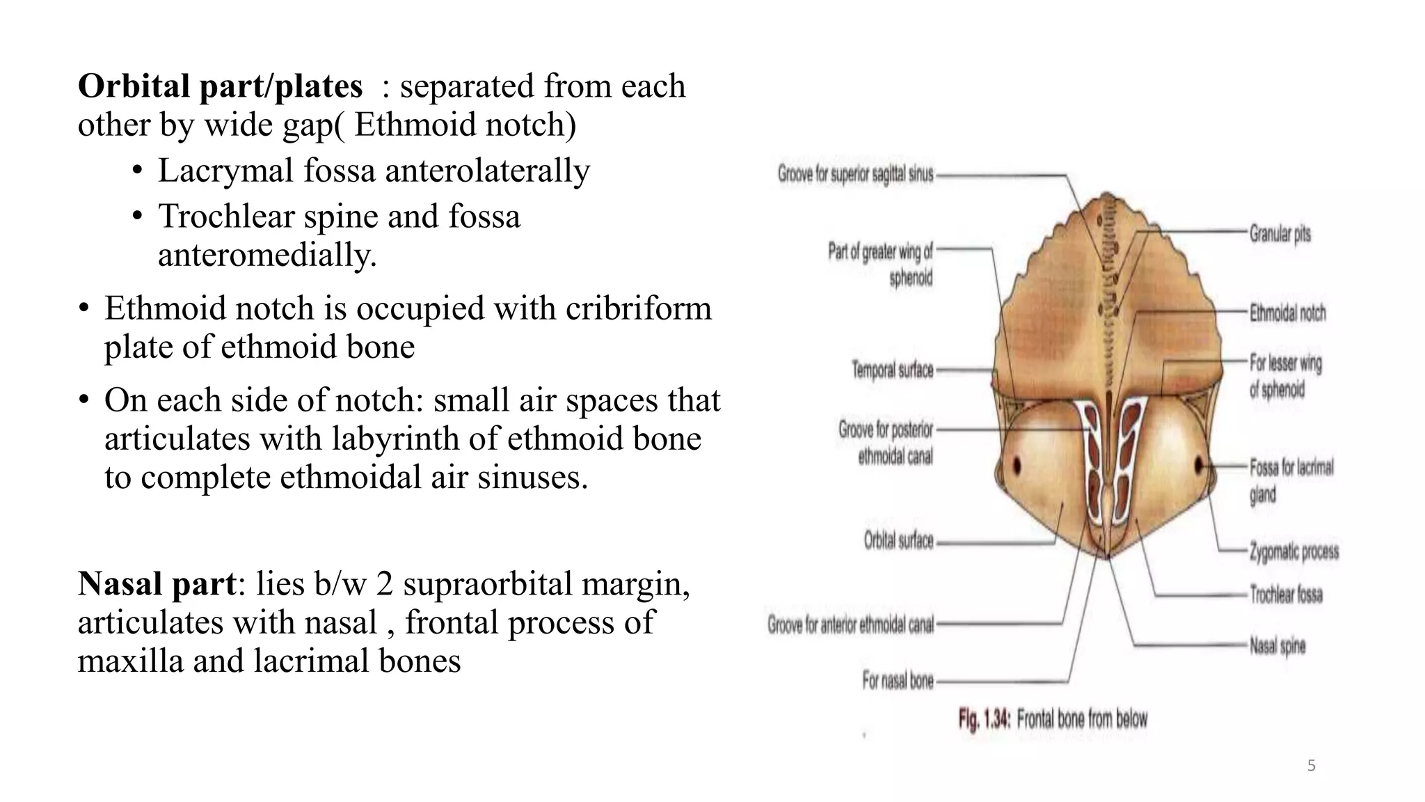 Anatomy of pns | PPTX