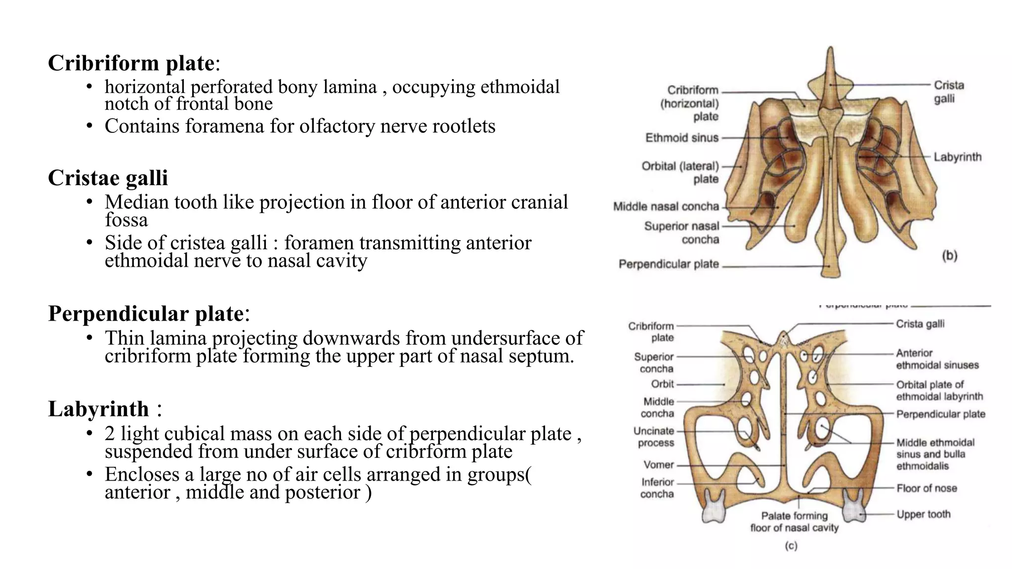 Anatomy of pns | PPTX