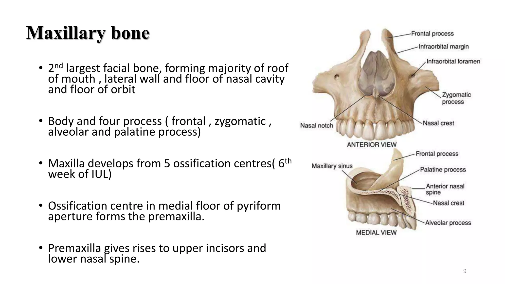 Anatomy of pns | PPTX