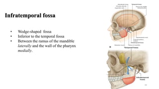 Anatomy of pns | PPTX