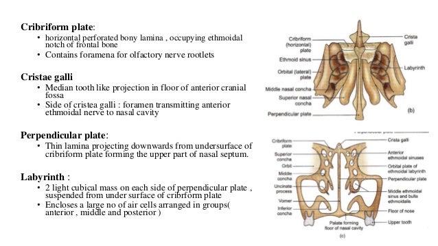 Anatomy of pns