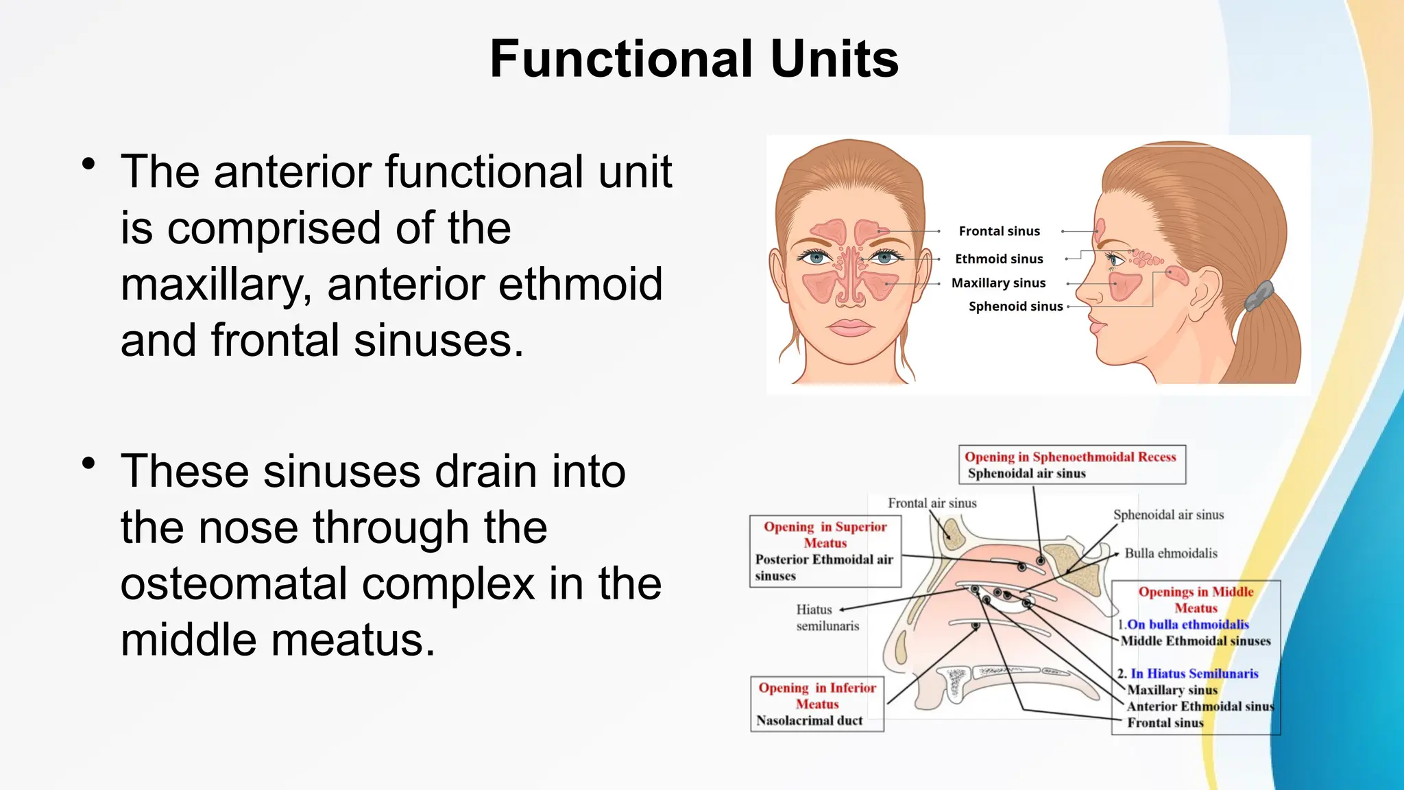 ANATOMY OF HUMAN PARA NASAL AIR SINUSES.pptx