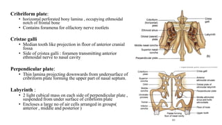 Anatomy of pns dr rk | PPTX