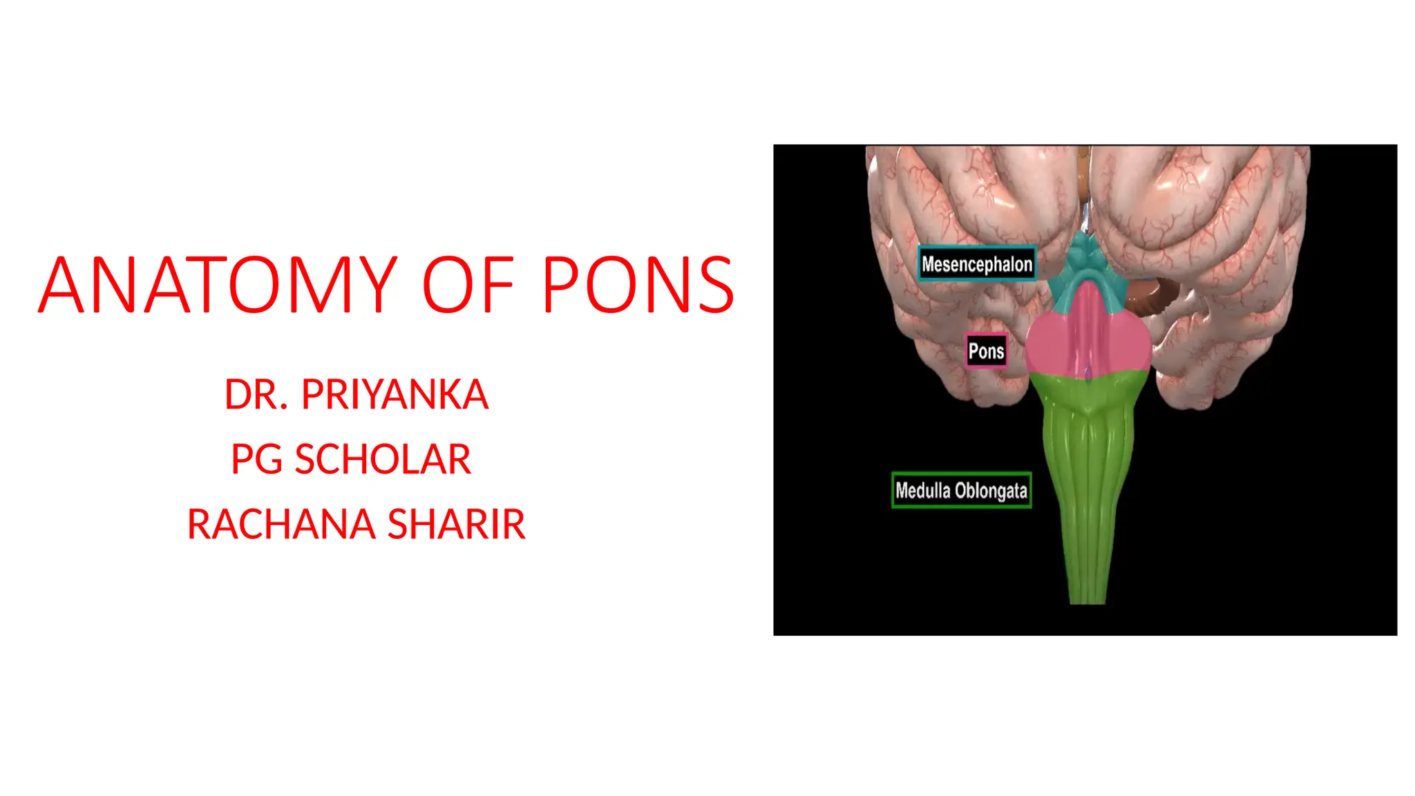 ANATOMY OF PONS.pptx anatomy of brain | PPTX