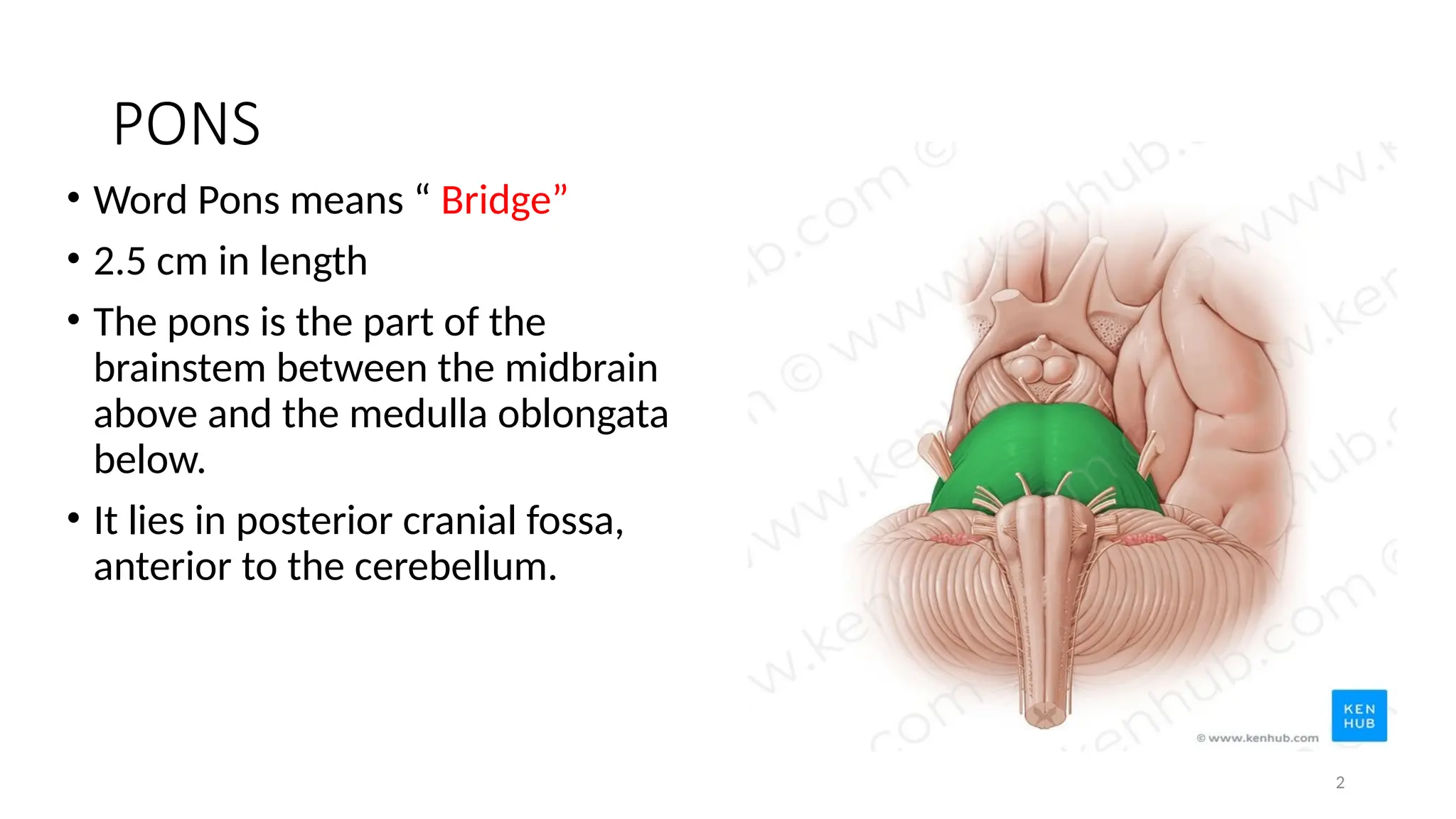 ANATOMY OF PONS.pptx anatomy of brain | PPTX