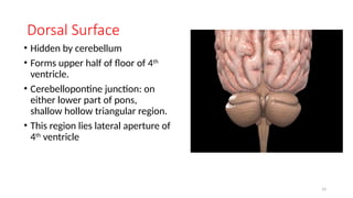 ANATOMY OF PONS.pptx anatomy of brain | PPTX