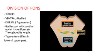 ANATOMY OF PONS.pptx anatomy of brain | PPTX