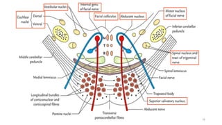 ANATOMY OF PONS.pptx anatomy of brain | PPTX
