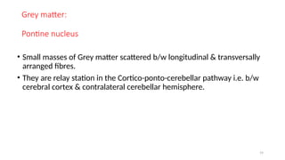 ANATOMY OF PONS.pptx anatomy of brain | PPTX