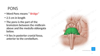 ANATOMY OF PONS.pptx anatomy of brain | PPTX