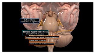 ANATOMY OF PONS.pptx anatomy of brain | PPTX