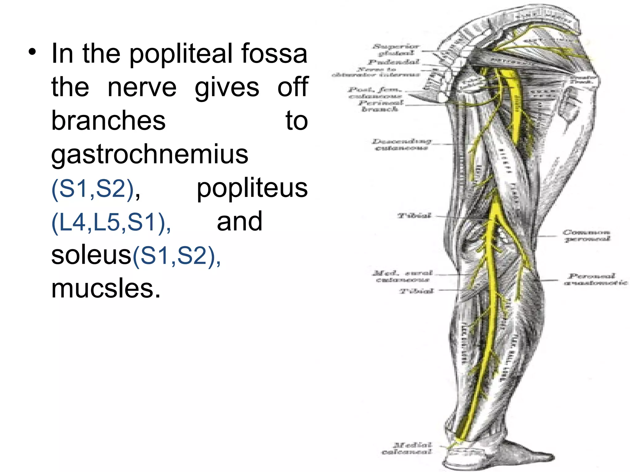 Anatomyofposteriortibialnervebyim 130629043516-phpapp01 | PPT