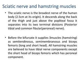 Anatomyofposteriortibialnervebyim 130629043516-phpapp01 | PPT