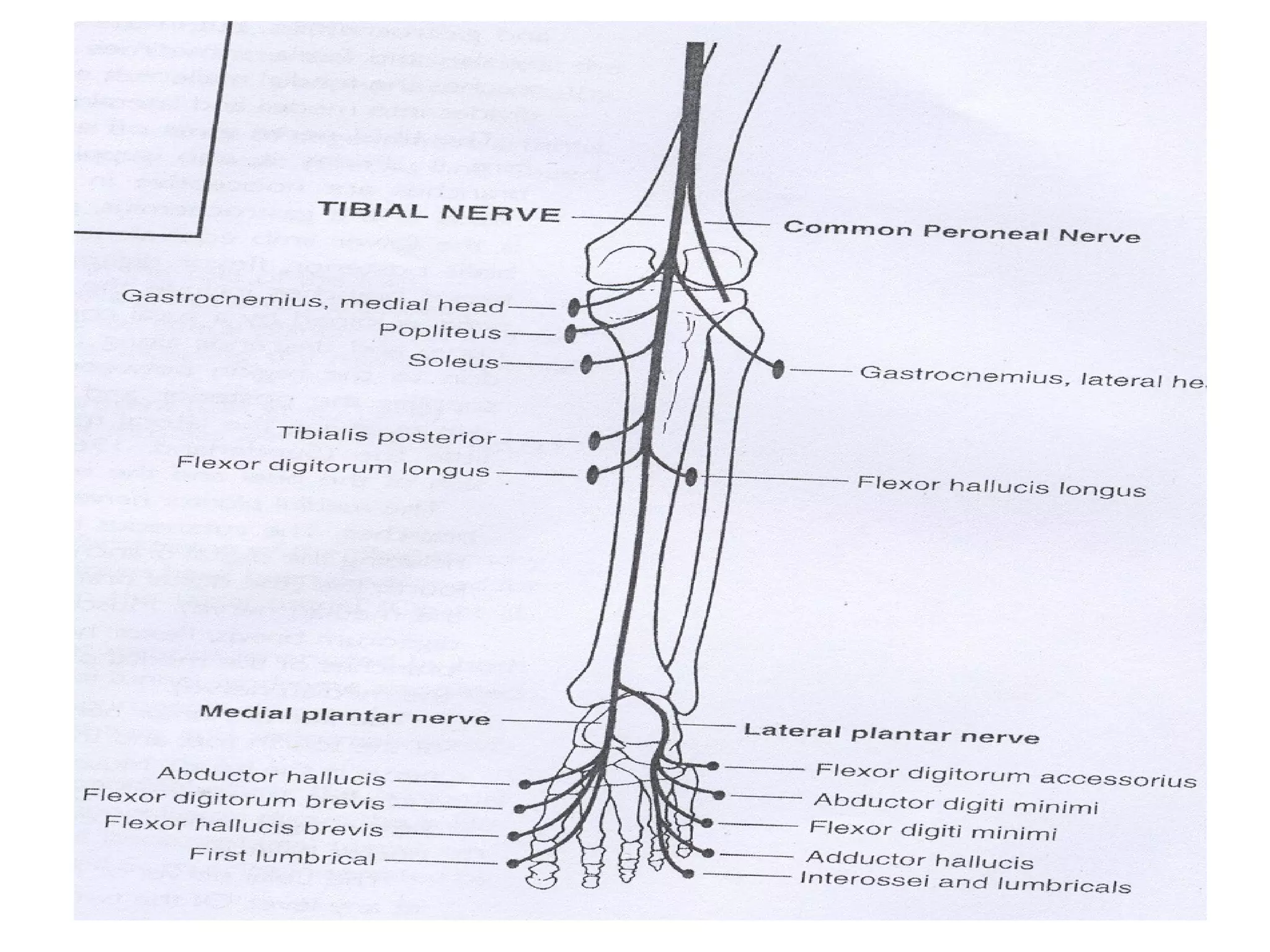 Anatomy of posterior tibial nerve by im | PPT