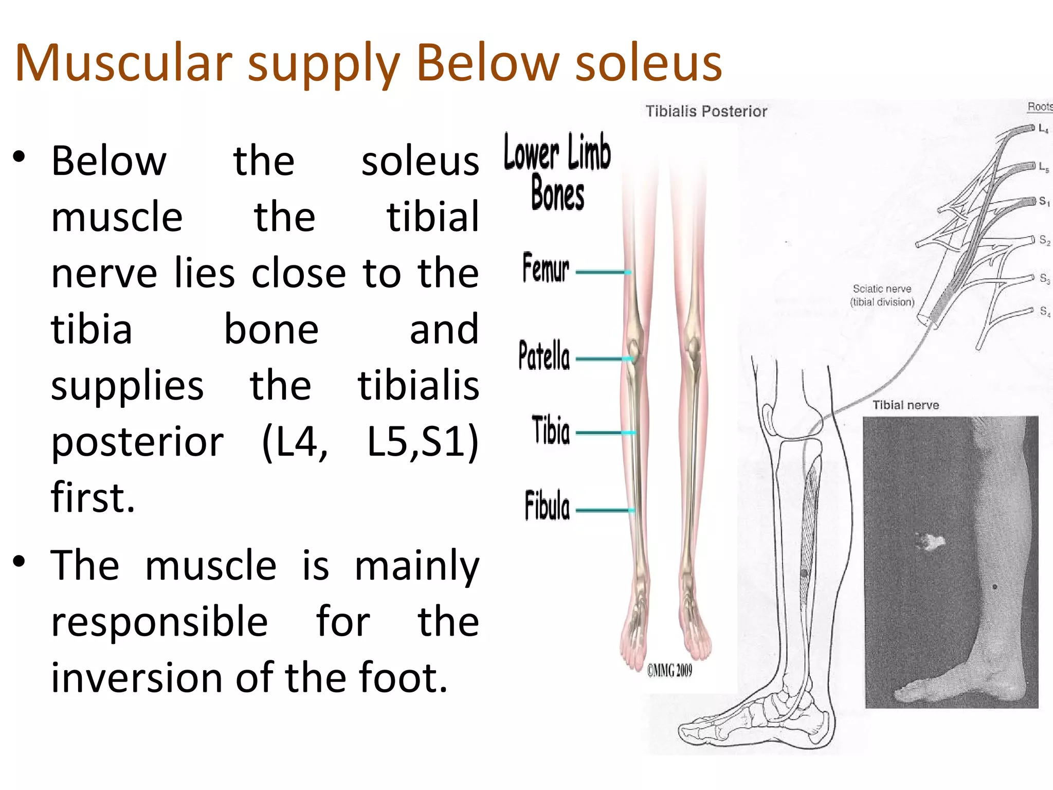 Anatomy of posterior tibial nerve by im | PPT