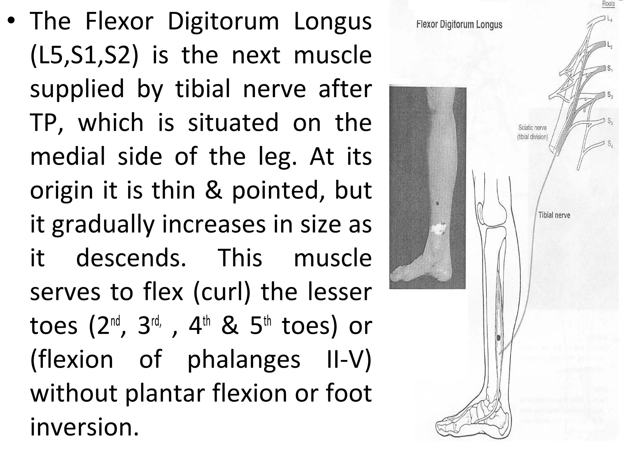 Anatomy of posterior tibial nerve by im | PPT