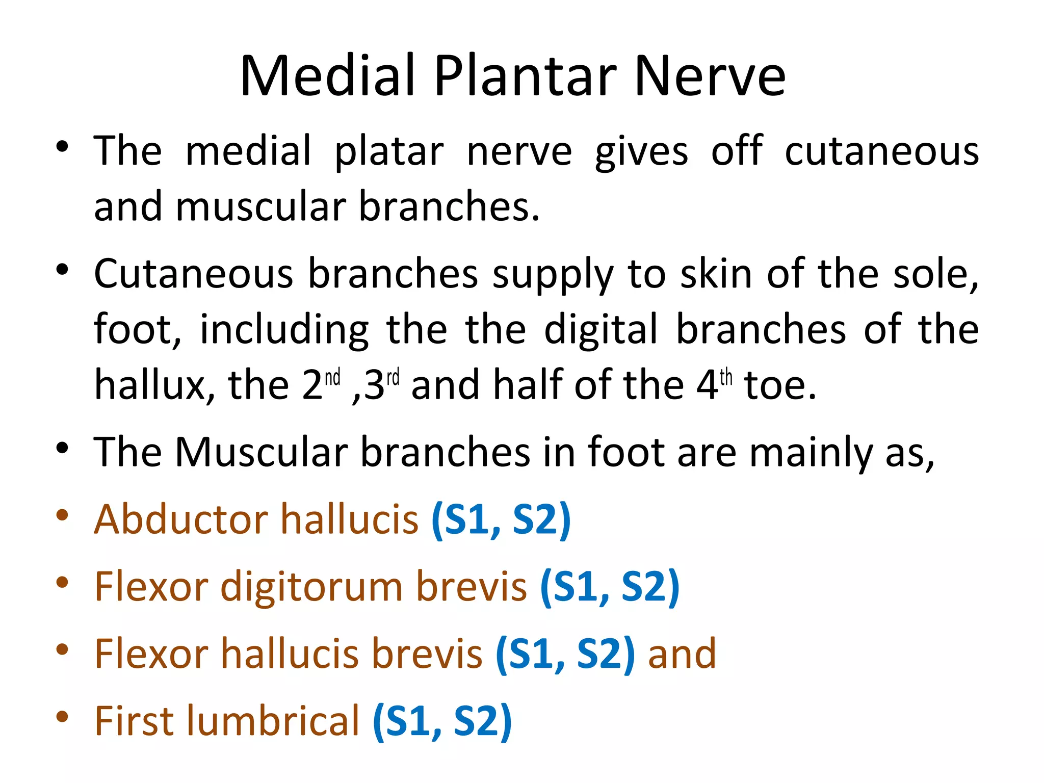 Anatomy of posterior tibial nerve by im | PPT