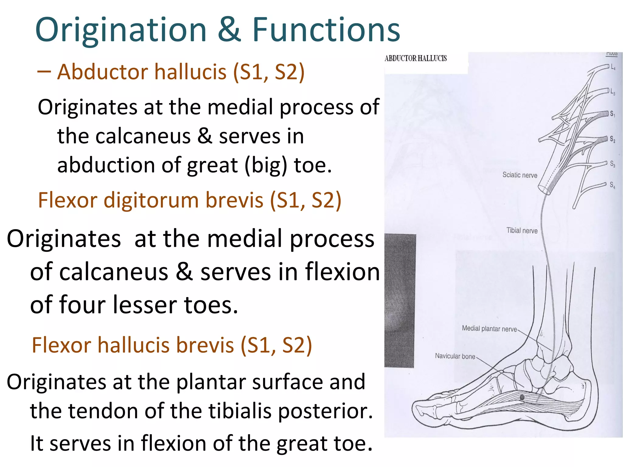 Anatomy of posterior tibial nerve by im | PPT