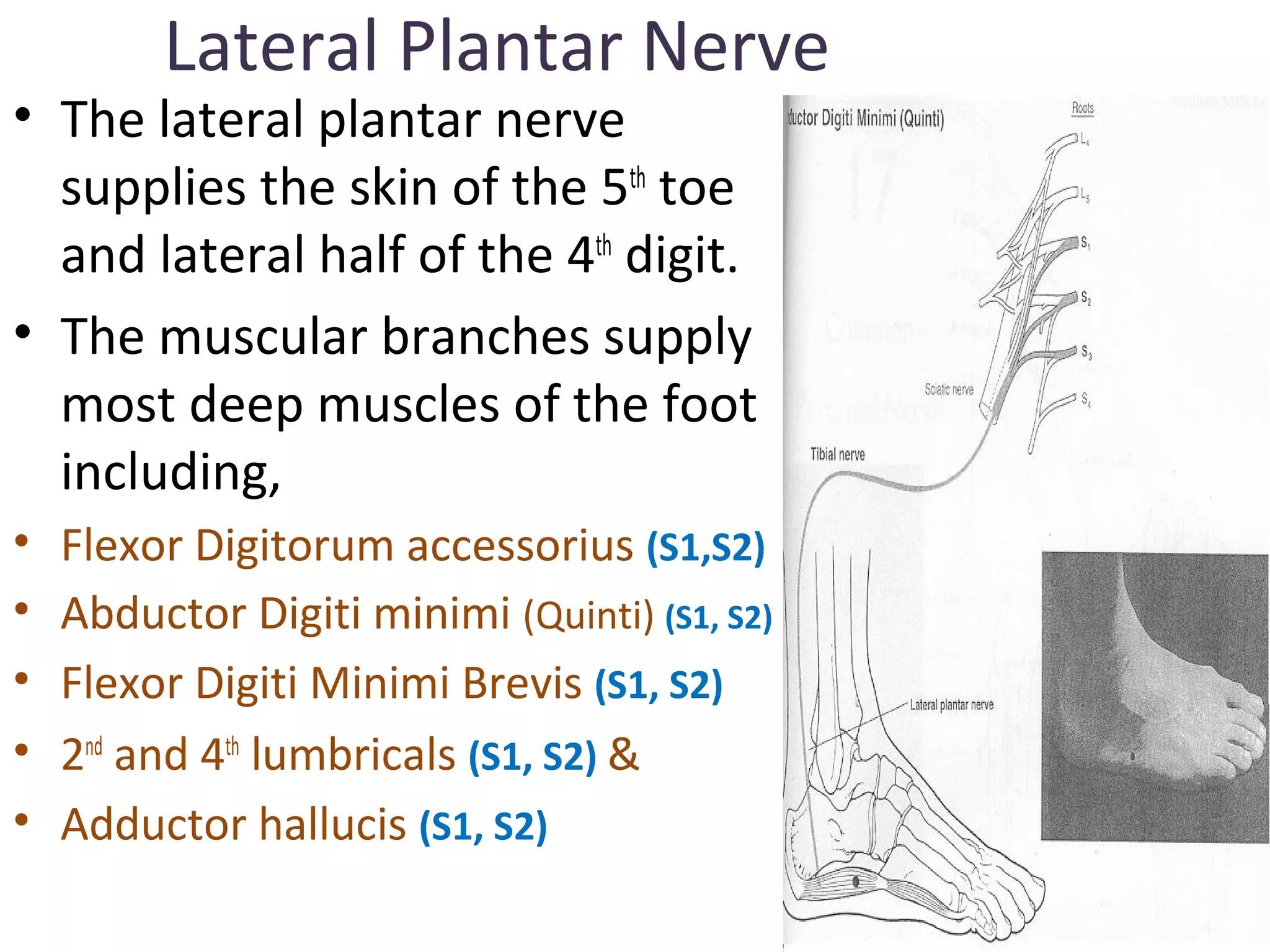 Anatomy of posterior tibial nerve by im | PPT