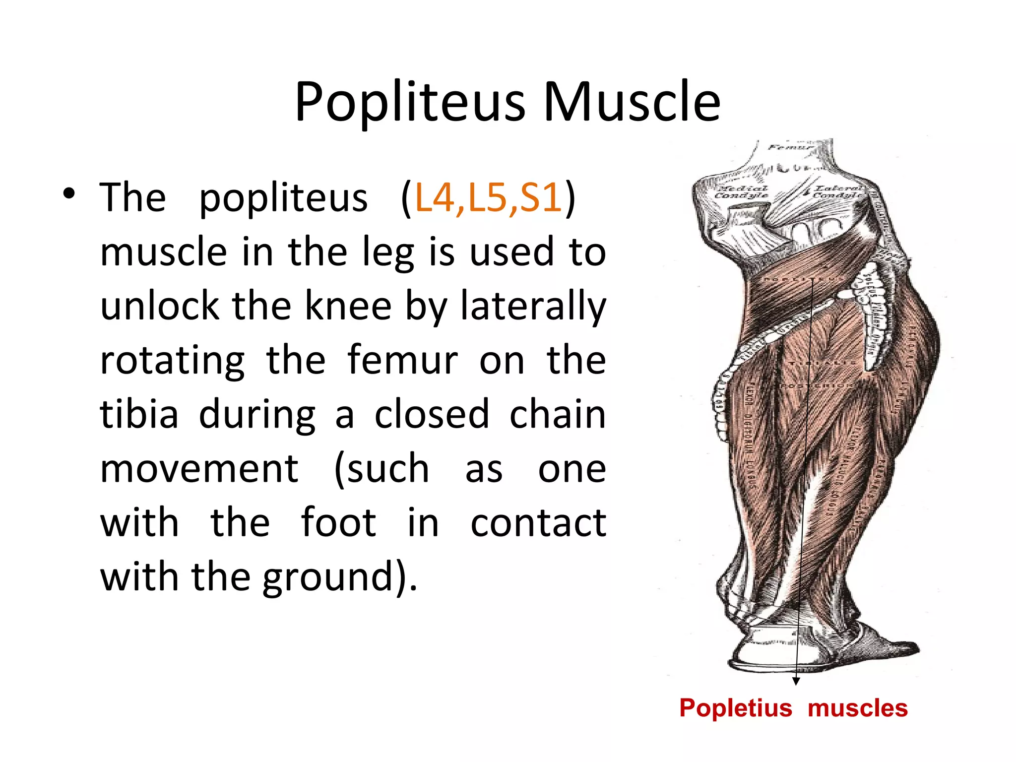 Anatomy of posterior tibial nerve by im | PPT